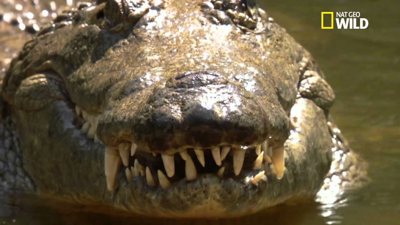 Le crocodile du Nil - YouTube