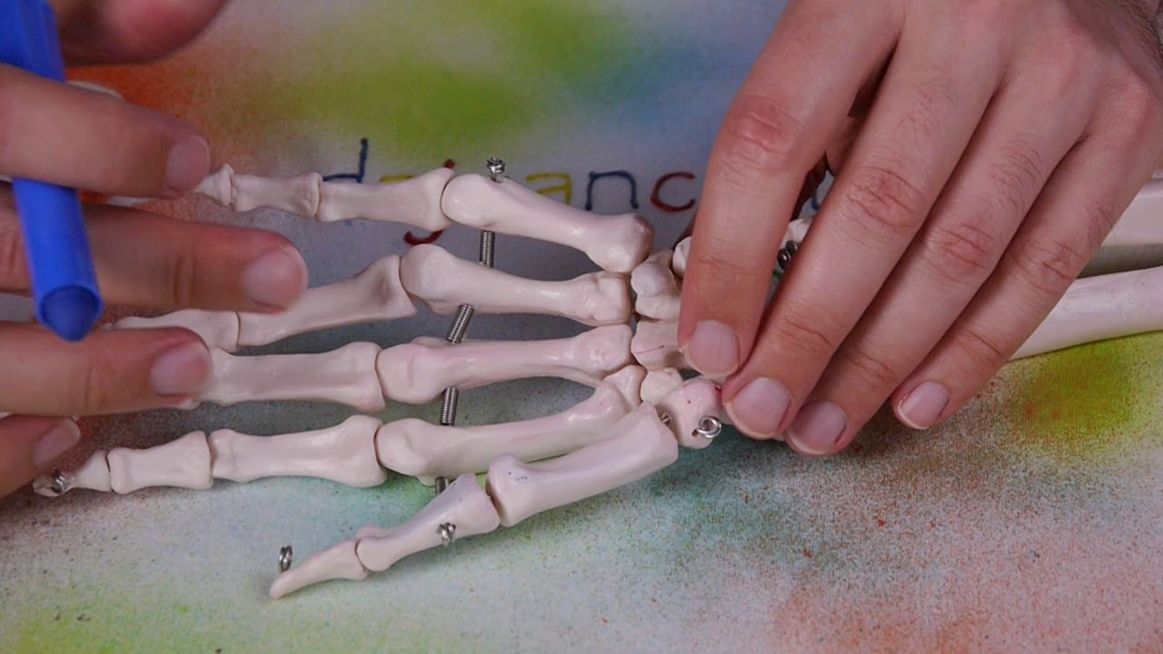 MÚSCULO PALMAR CORTO - YouTube