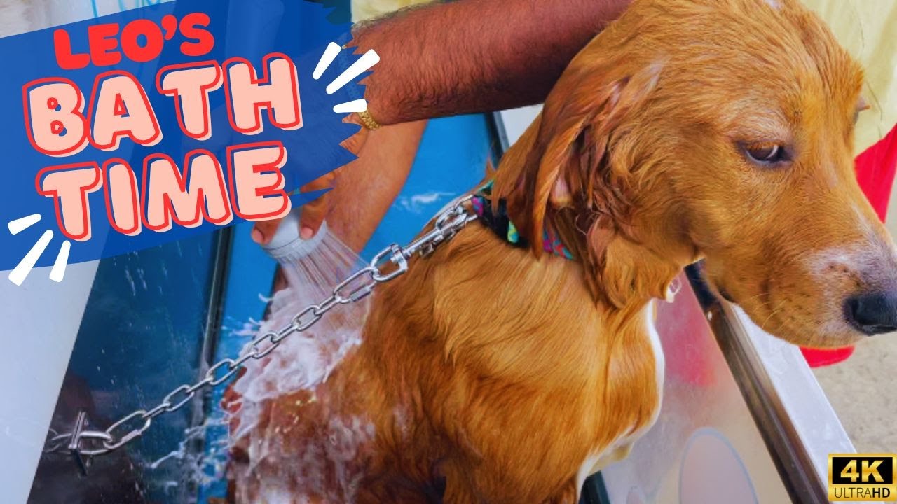 Washing Leo: Golden Retriever x Irish Setter | Pet Bath Booth Grooming ...