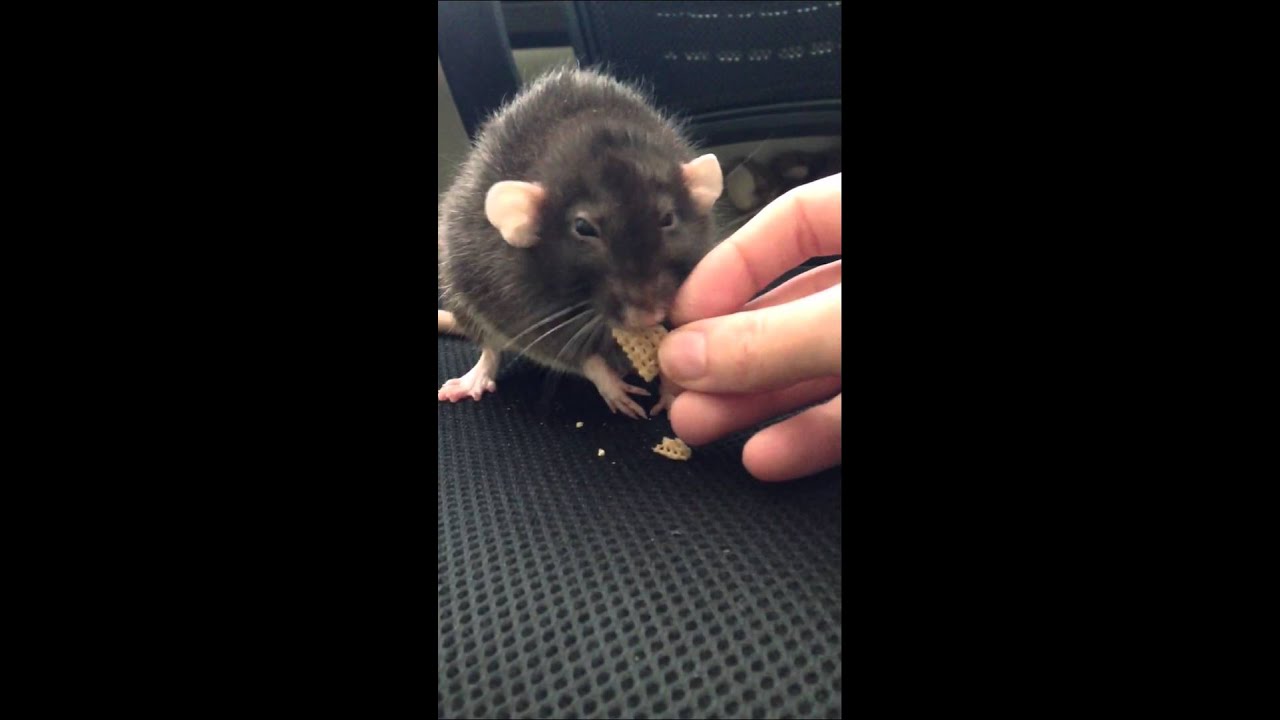 Pituitary tumor in female rat - YouTube