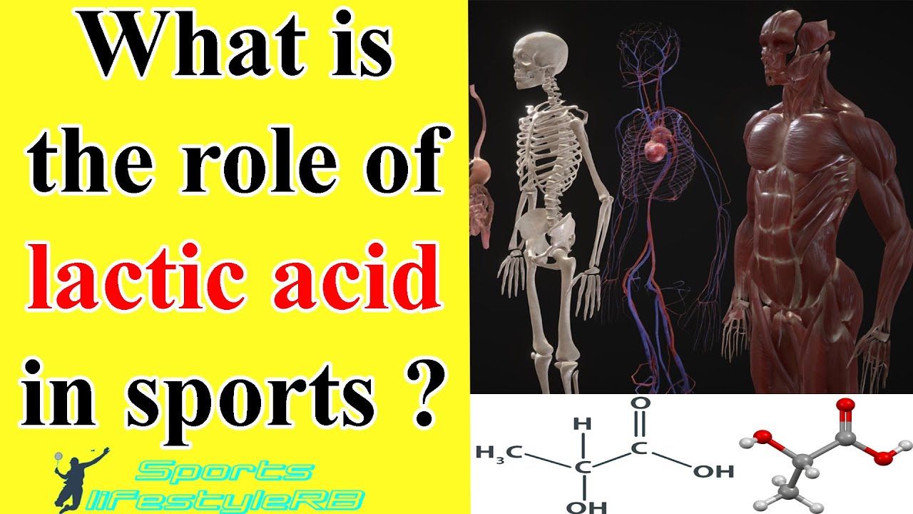 Lactic Acid In Muscles Diagram