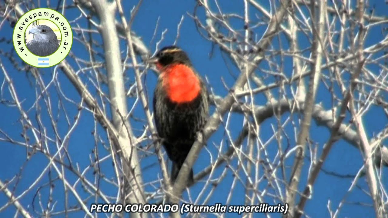 PECHO COLORADO Sturnella superciliaris - YouTube