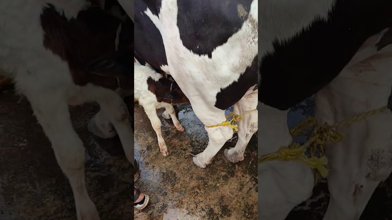 Calf Drinking Milk From Angry Mother Cow | Worker Tieding Its Legs ...