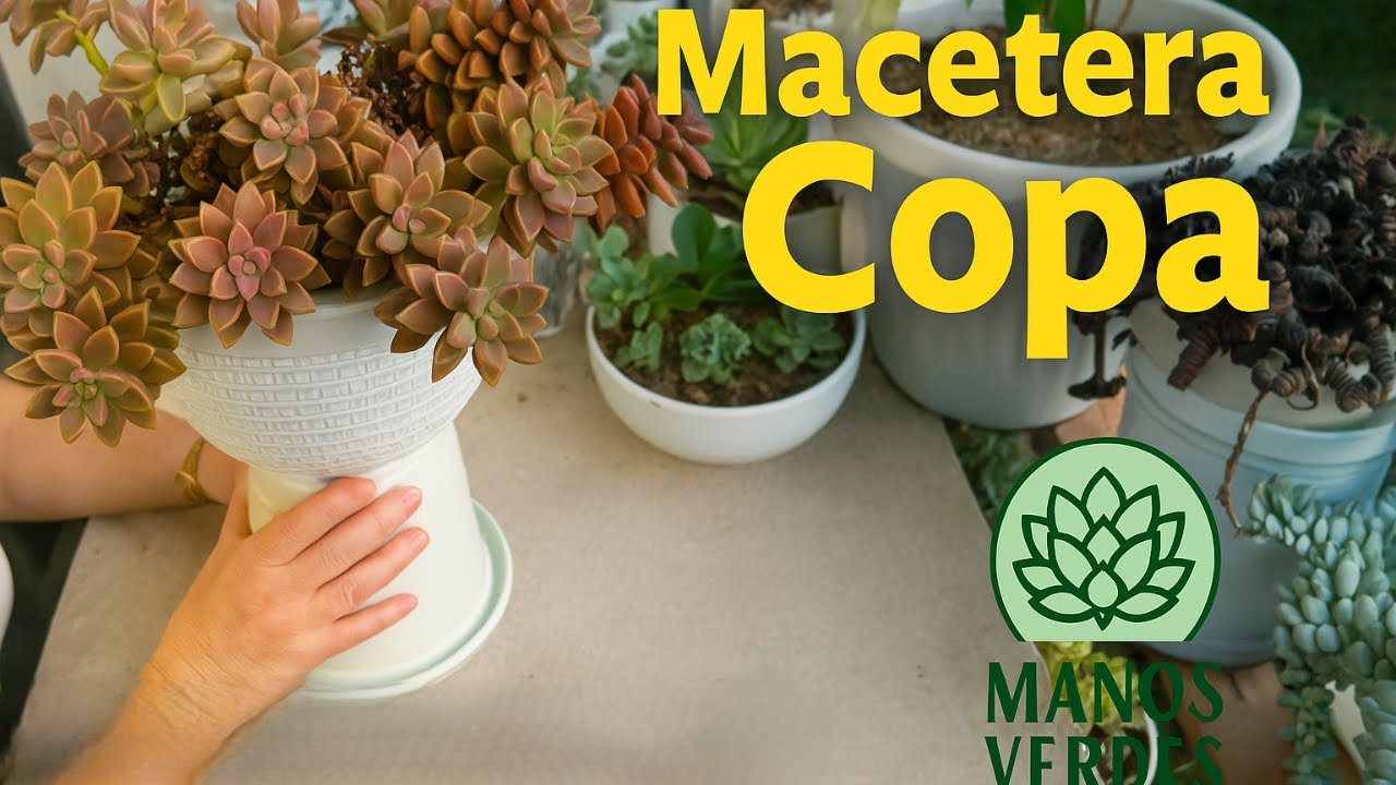 Idea Creativa: Macetera Copa para Sedum 🌵 - YouTube