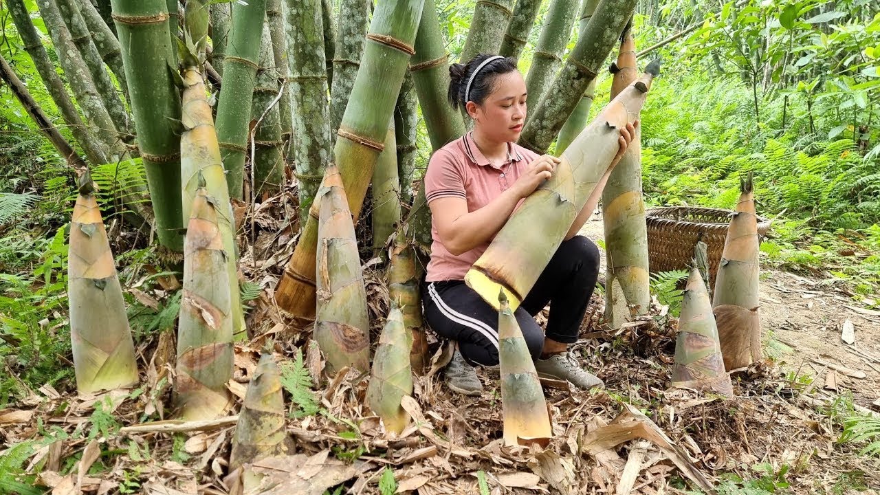 Harvesting Giant Bamboo Shoots - Preservation Process For Long-Term Use ...