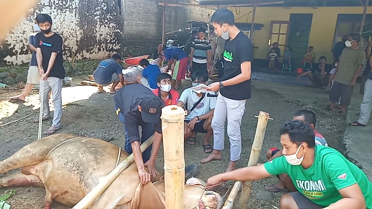 JURU SEMBELIH HALAL (JULEHA) JAGAL SAPI PEMULA - YouTube