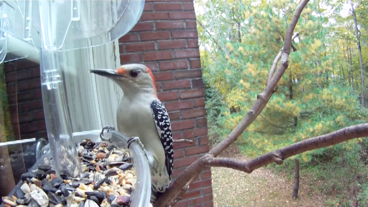 Bird Pecking Order perfect for cats 720p - YouTube