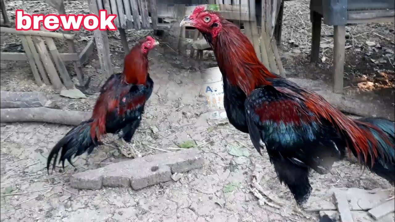 Ayam Brewok super - YouTube