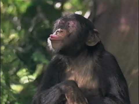 George of the Jungle (1997) VHS Trailer - YouTube