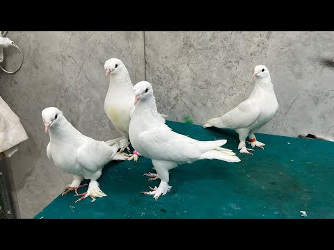 Tüm İslam alemin bayramı mübarek olsun inşallah 🙏 Bayrama Özel Bayram Şekerleri 🍬 #canlımezat