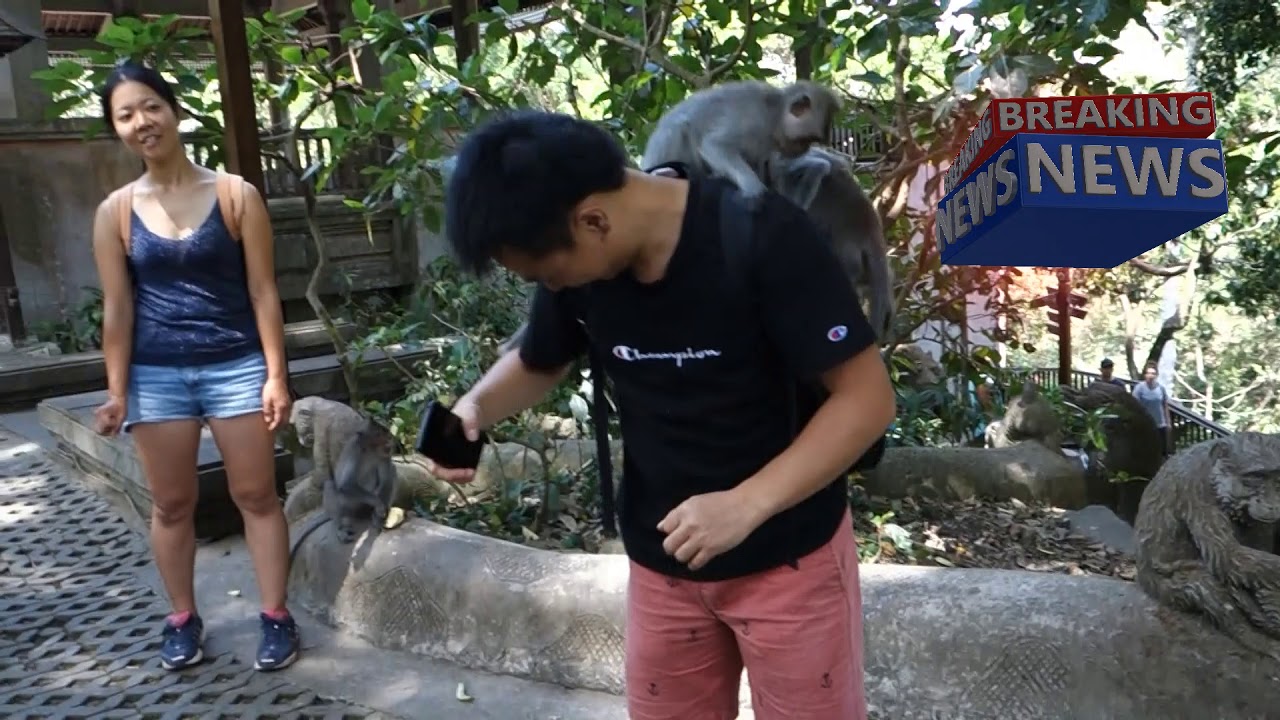 Monkey biting a local Balinese man. Yes, he still lives and doesn't ...