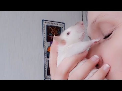 Пузя раз, пузя два, и главная пузя три. Все пузи нацеловали😘😘😘 Крысы ...