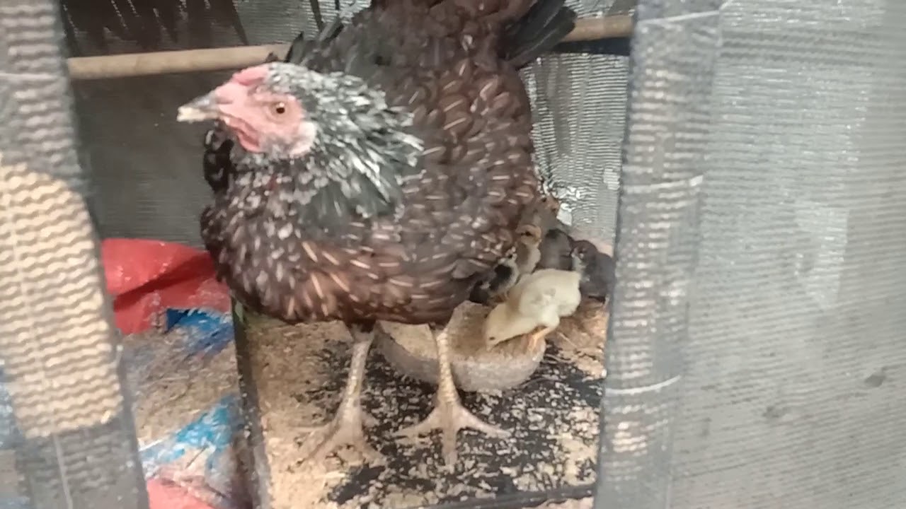Chicken Hen's Update - YouTube