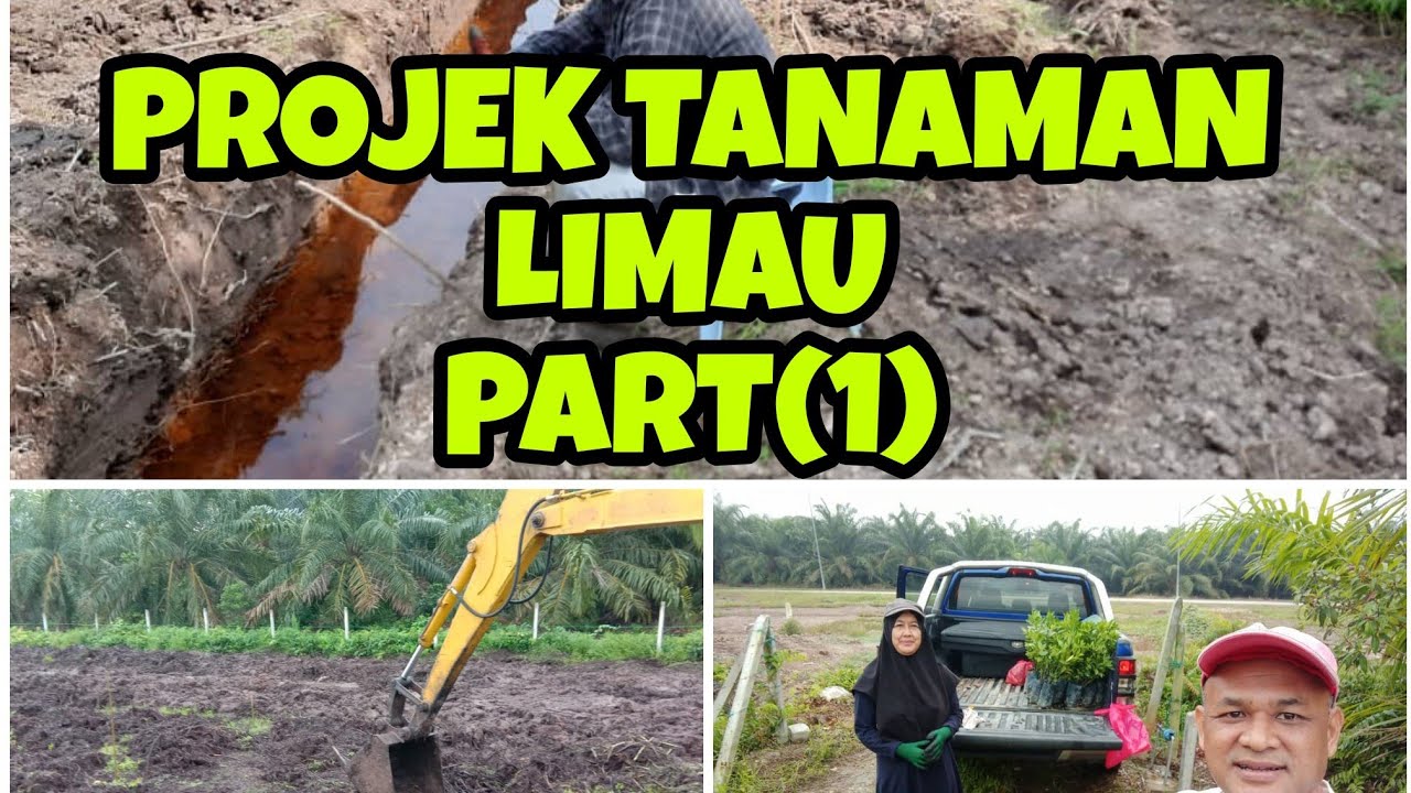 PROJEK TANAMAN LIMAU KASTURI DAN LIMAU NIPIS - YouTube