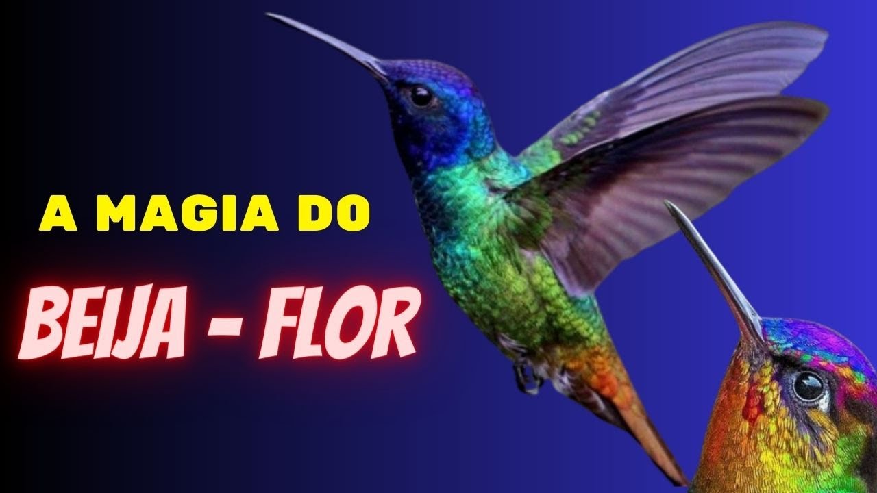 A MAGIA E A BELEZA DO BEIJA-FLOR COM SUAS CORES RADIANTES!! - YouTube