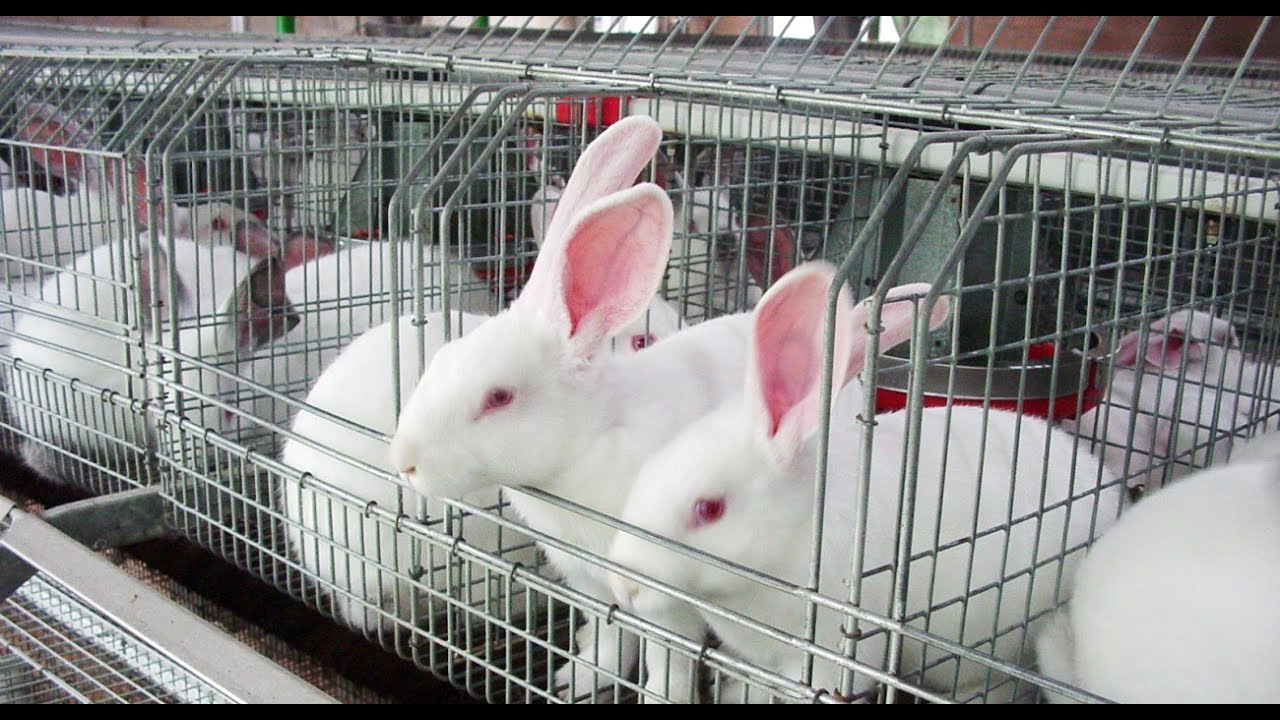 CHARACTERISTICS OF A GOOD RABBIT HUTCH || PRIMARY FOUR - YouTube