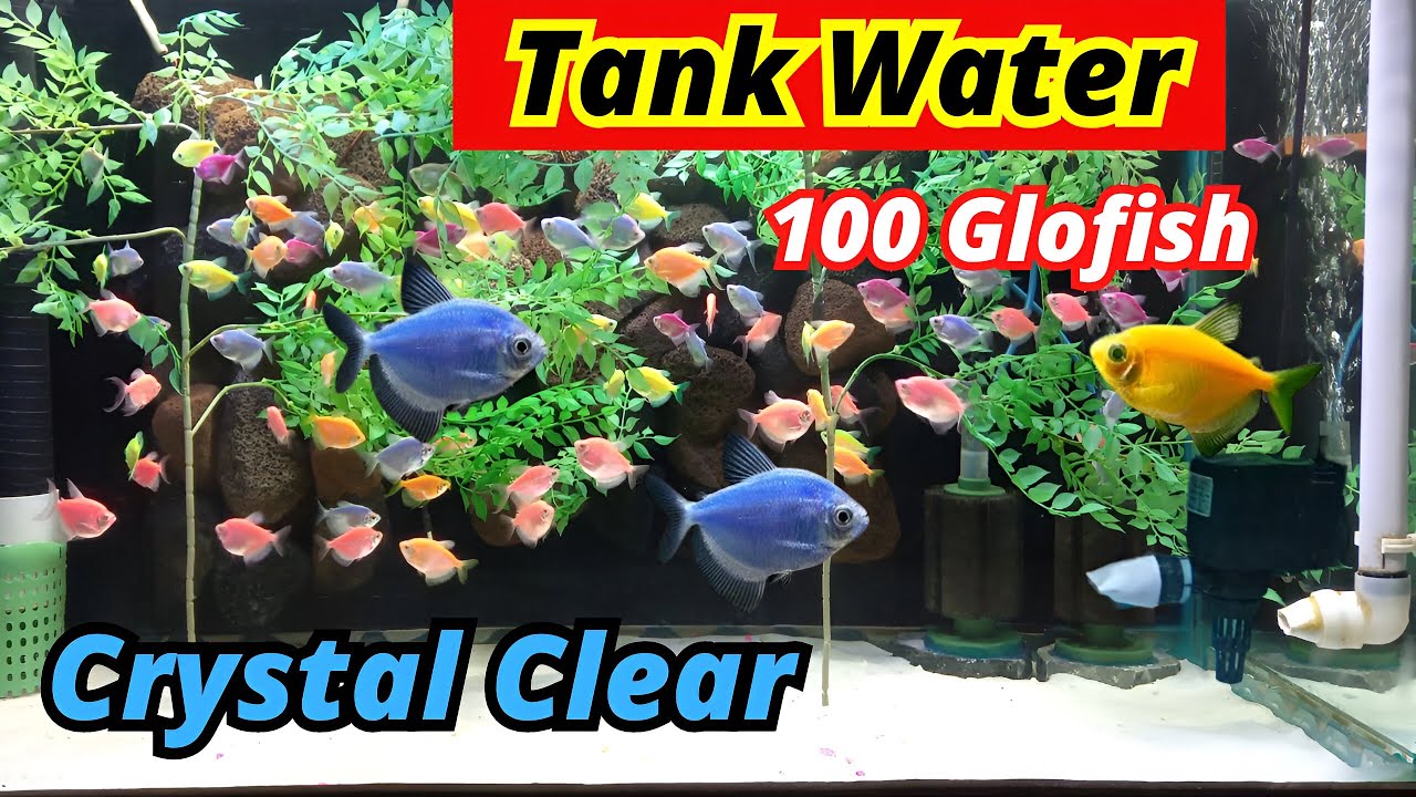 Aquarium Water Crystal Clear | Fish Tank Crystal Clear | Glow tetra ...