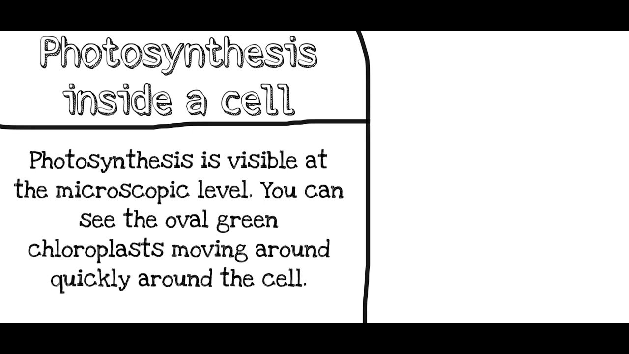 Photosynthesis (Under a Microscope) - YouTube