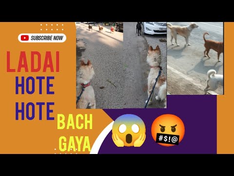 Anokhi Video Dog Lifestyle And - YouTube