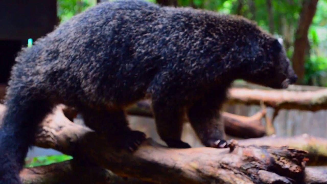 Palawan bearcat - YouTube