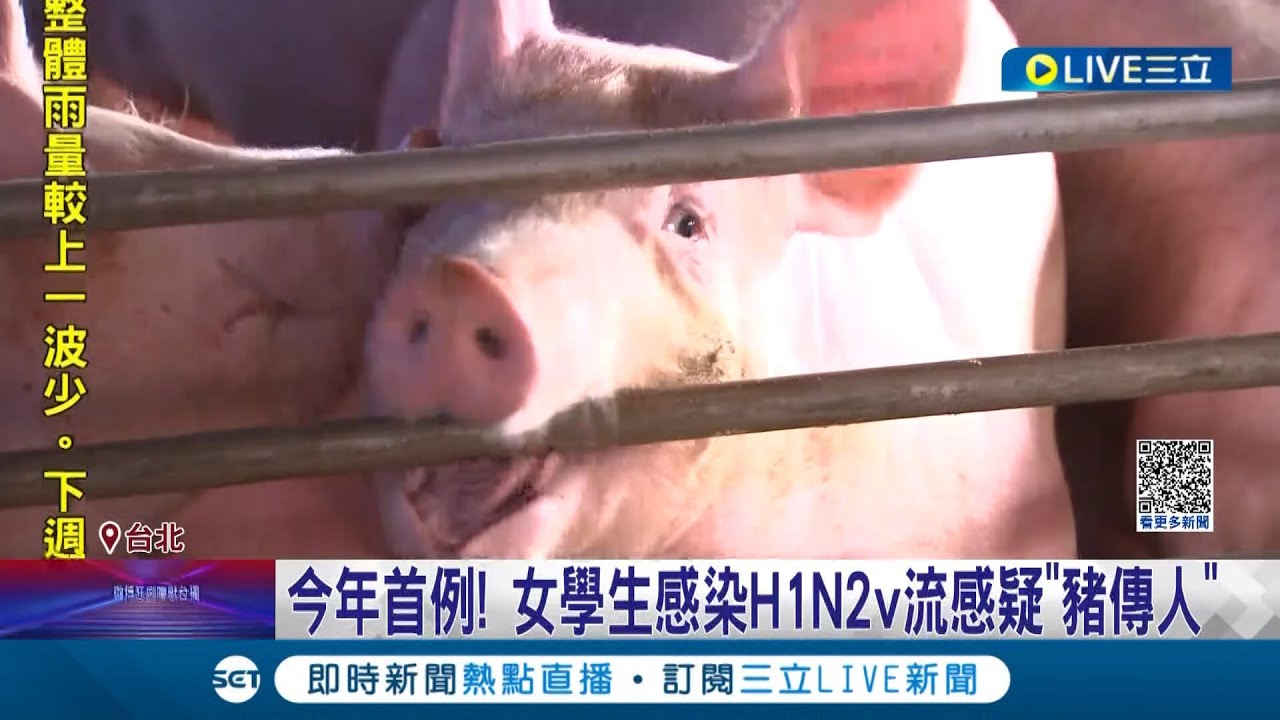 國內出現今年首例豬流感! 女學生常跑養豬場感染H1N2v疑"豬傳人" 羅一鈞回應: 豬採檢陰性│記者 曾佳萱 李文勝│【LIVE大現場】20230512│三立新聞台 - YouTube