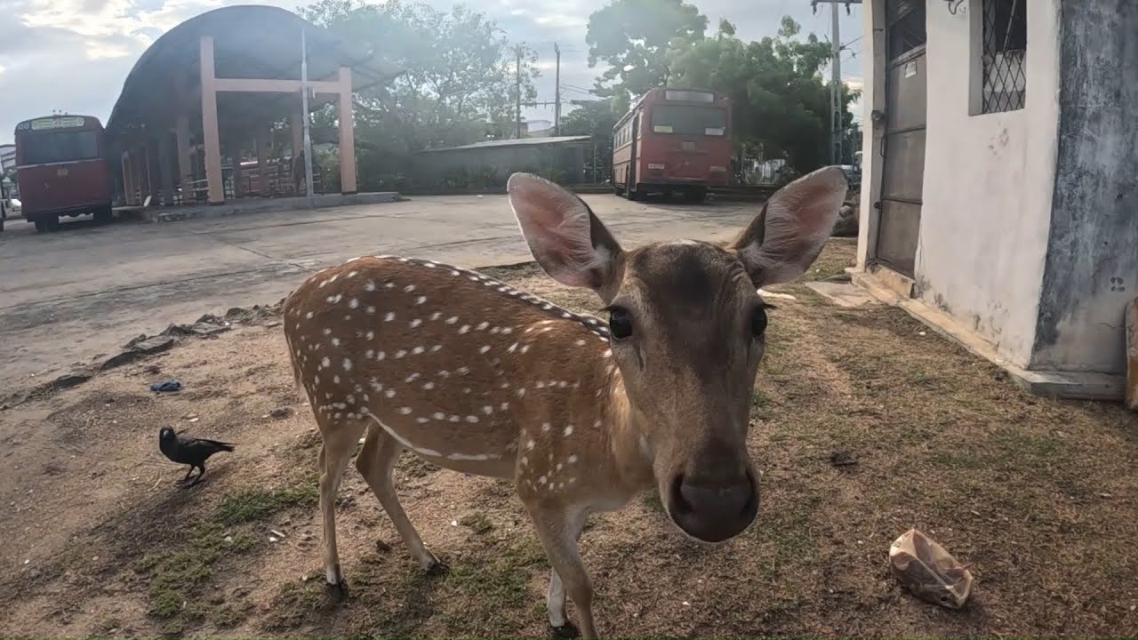 DEER PARK|TRINCOMALEE BEACH| TRINCOMALEE |NORTh PART OF SRI LANKA 🇱🇰 | TOWN| TRAVEL VLOG #022 ...