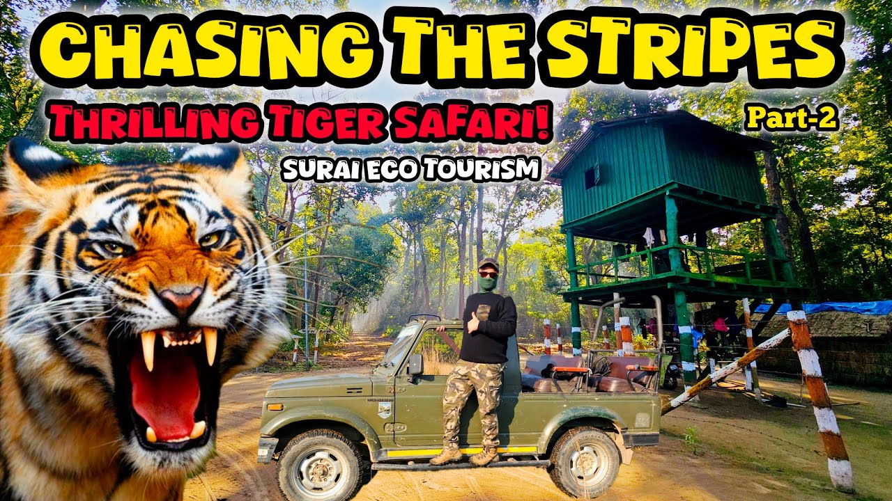 Tiger Tracking in the Wild | Surai Eco Tourism | Surai Forest Rest House | Jungle Safari Khatima ...