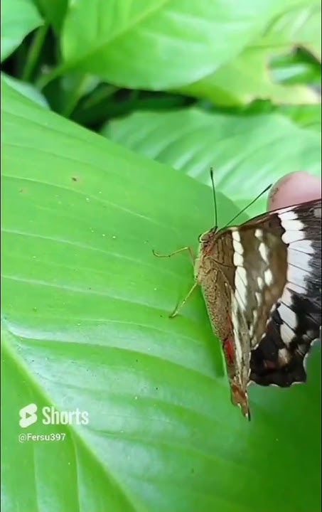 ¿Te gustan las mariposas? yo 🥰🦋 ️ - YouTube