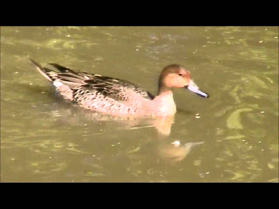 Northern Pintail (Drake in eclipse plumage) - YouTube