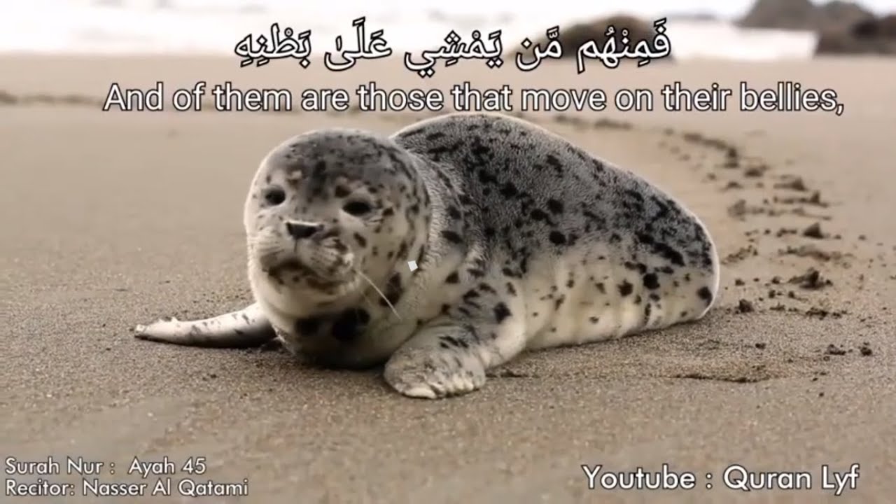 Animals in the Quran with English translation. AMAZING Signs of Allah ...