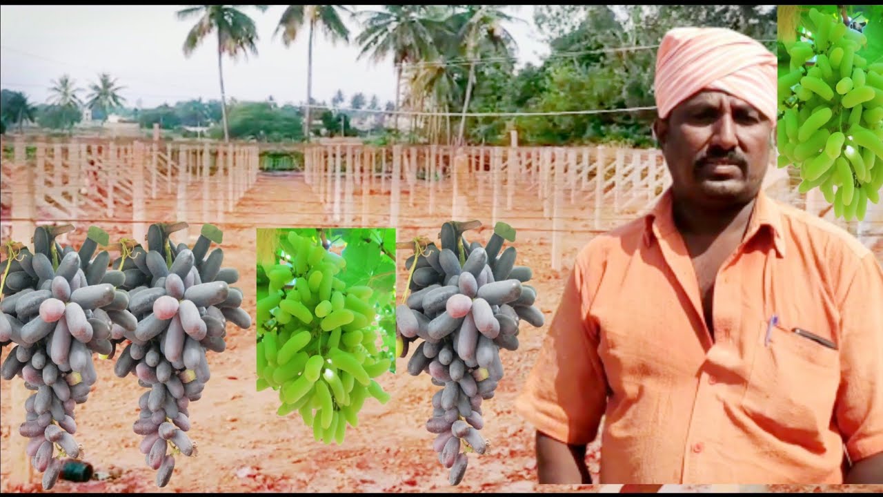How to make grapes plot using long stones easy way | ದ್ರಾಕ್ಷಿ ಚಪ್ಪರ ...
