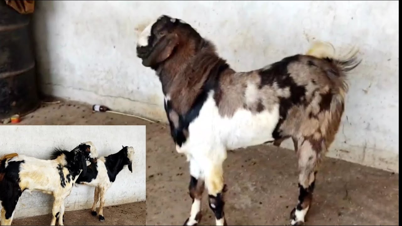Bullet malwa bakre 6 bakro ka lot weight karke le har bakra - YouTube