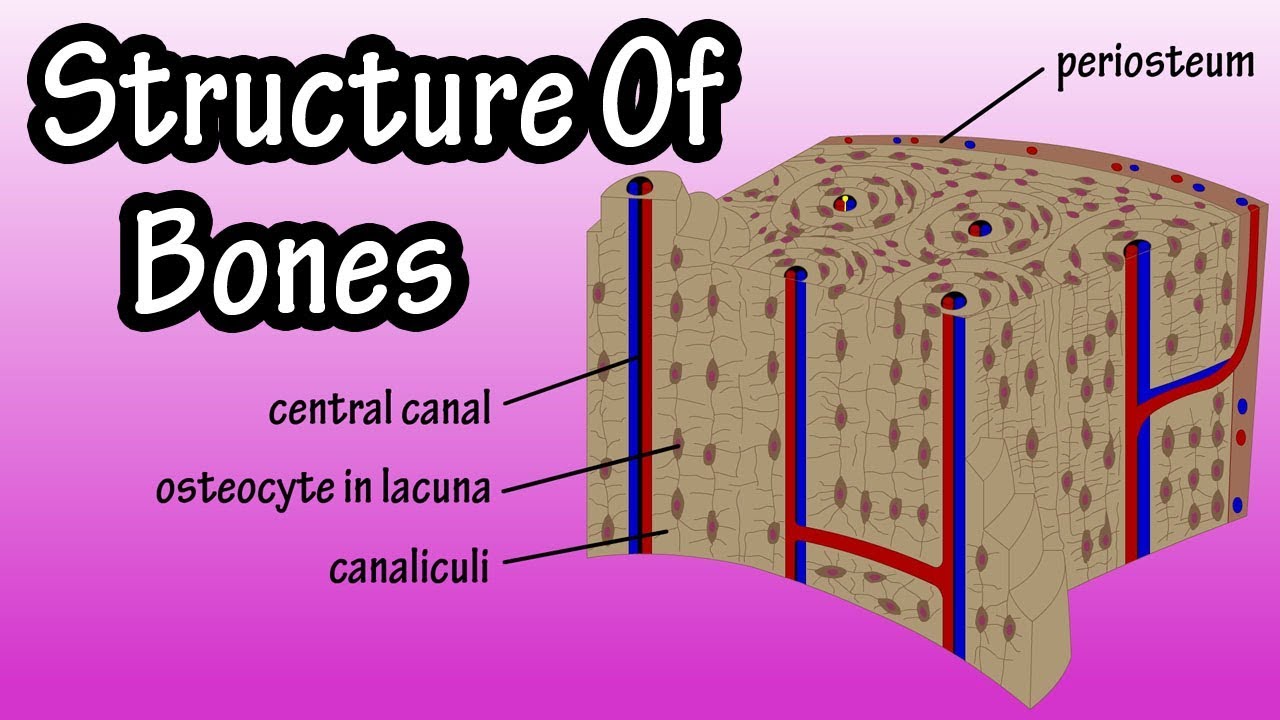 Structure Of Bone Tissue Bone Structure Anatomy Components Of Bones