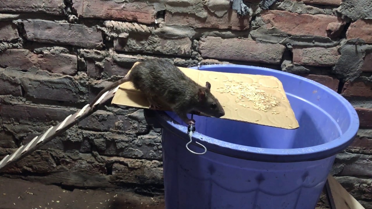 Rat Trap Water π 3 Mice In Trapped 1 Hour π Mouse Rat Trap π How To