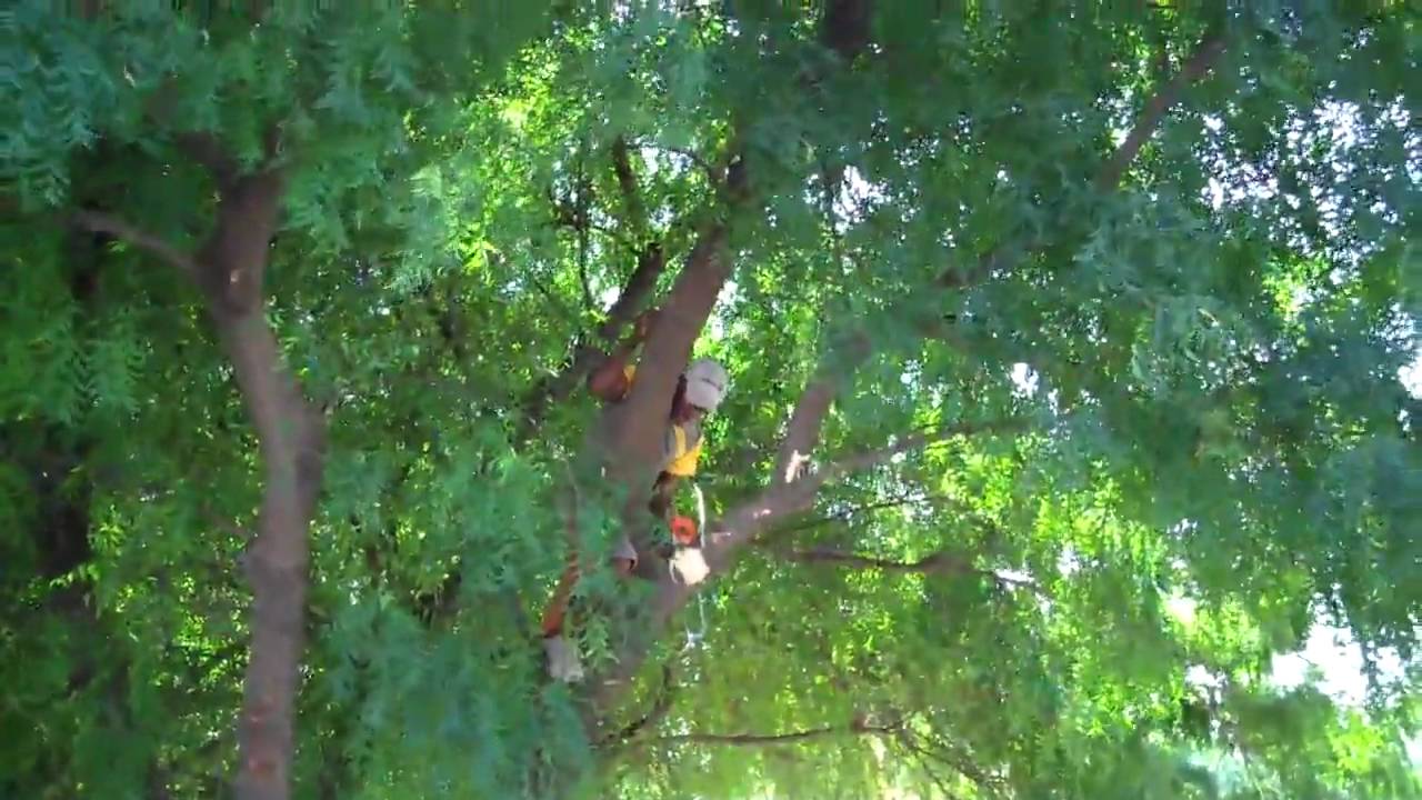 Haitian Tree trimming - YouTube