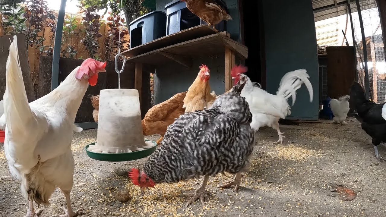 Backyard Chickens Fun Relaxing Coop Video Sounds Noises Hens Clucking backyard-chickens-fun-relaxing-coop-video-sounds-noises-hens-clucking