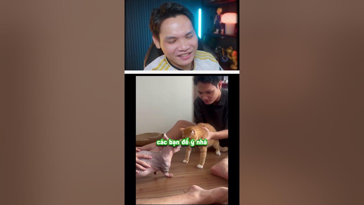 Mèo Trần vs Mèo Tếu #chickengang #sangtraan #shorts - YouTube