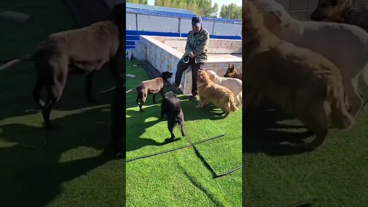 Rescue dogs - YouTube