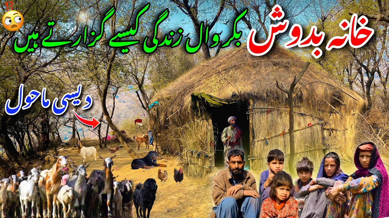 Life Style Of Bakarwal Khana Badosh Family/بکروال خانہ بدوش/Bakarwal ...