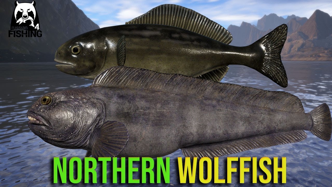 Northern Wolffish & Black Ruffe - Russian Fishing 4 #rf4 - YouTube
