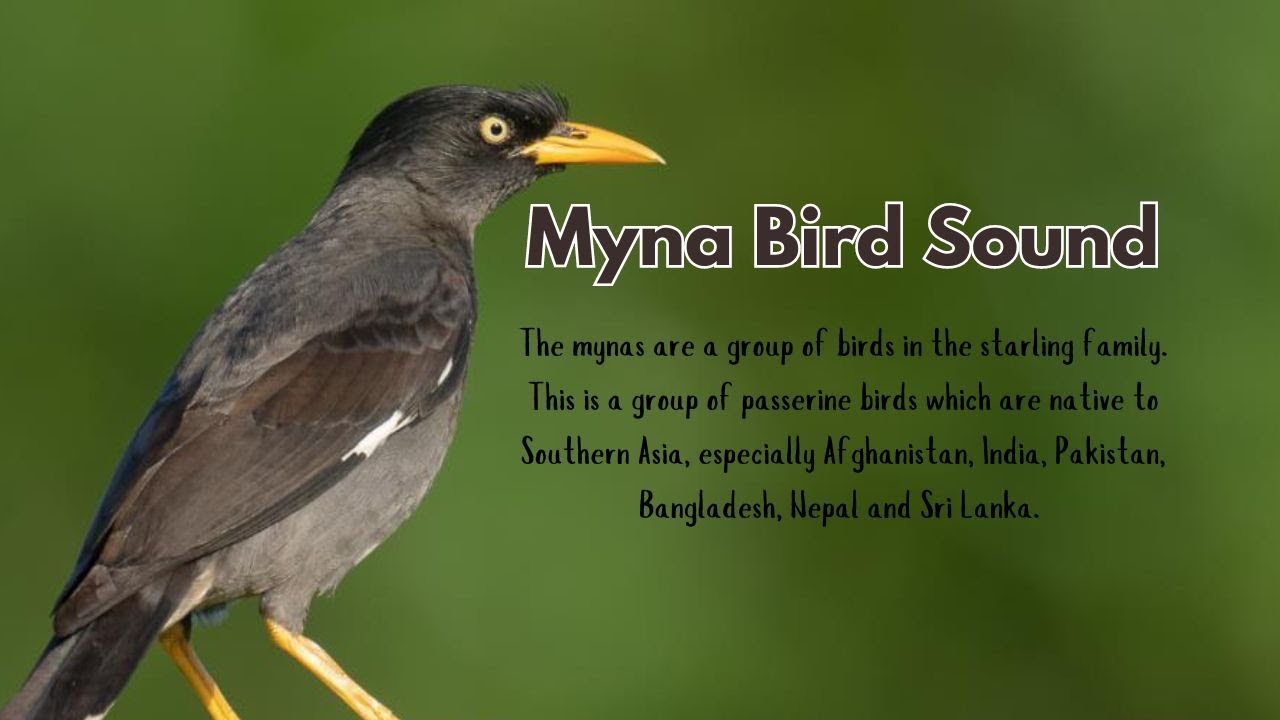 Myna Bird Sound: Hear Their Amazing Calls! - YouTube
