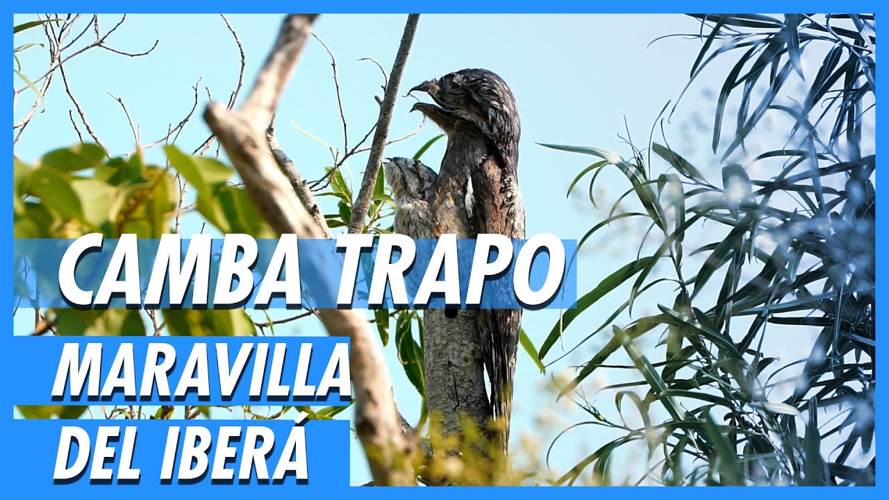 Camba Trapo - Maravilla del #Iberá - YouTube