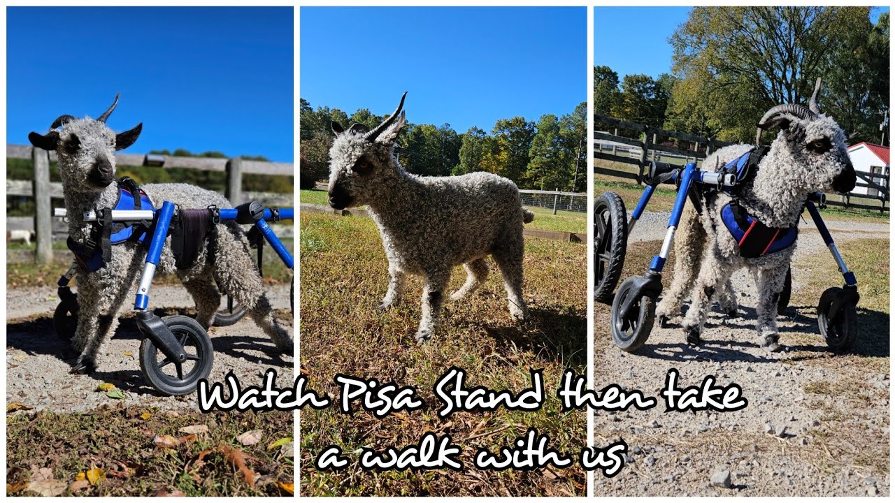 Our Specially-Abled Rescue Goat works hard standing then watch her go ...