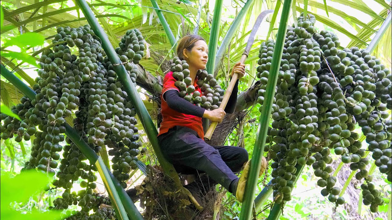 Harvest Dac Fruit (Rare Fruit Arengapinnata) Go to the market sell ...