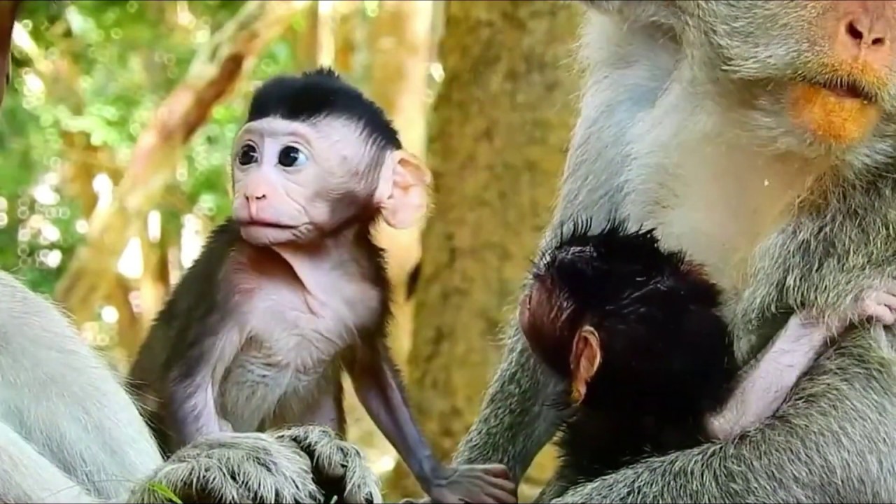 Baby Janna try Playing With Newborn Jayden | Baby Jayden Feeding Milk ...