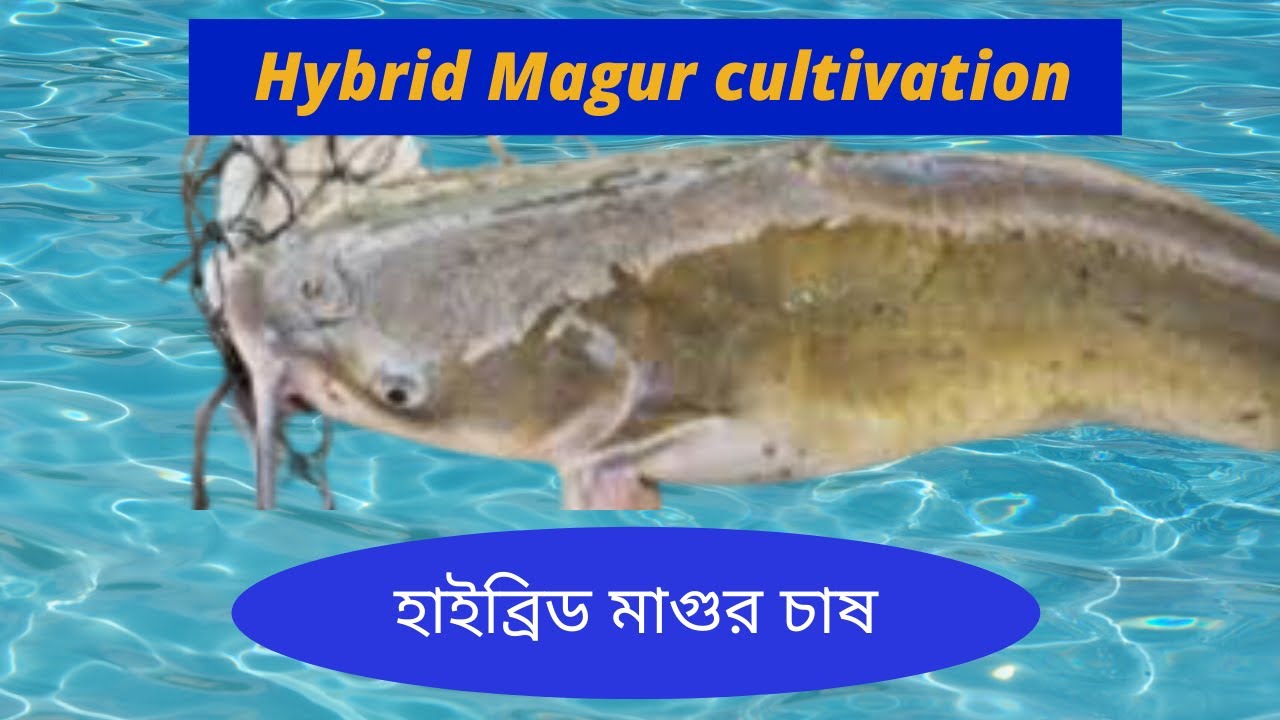 Hybrid Magur Fish Farming Business in Bangladesh (Part-2) | হাইব্রিড ...