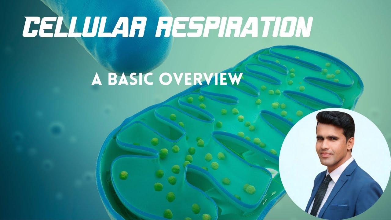 Cellular Respiration | A basic Overview - YouTube