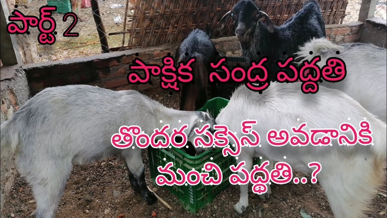 Semi intensive goat farming / Goat farming for beginners / my Farms ...