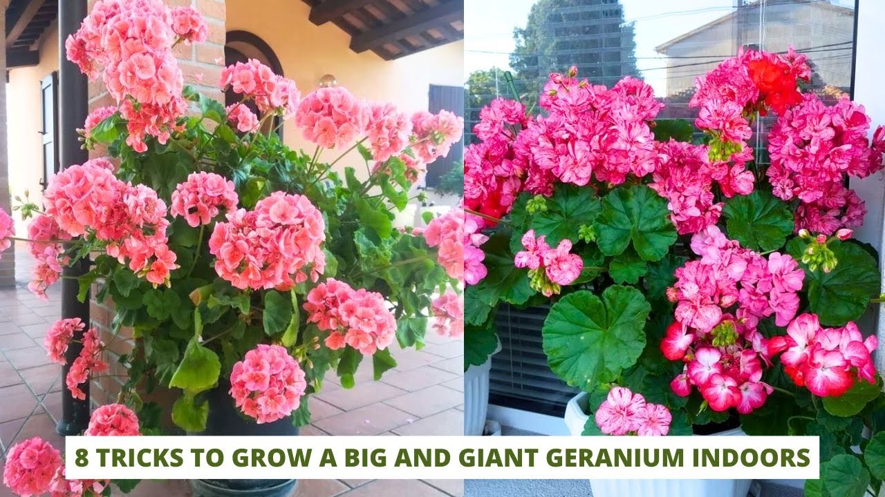 8 Tricks to Grow a Big and Giant Geranium Indoors - YouTube