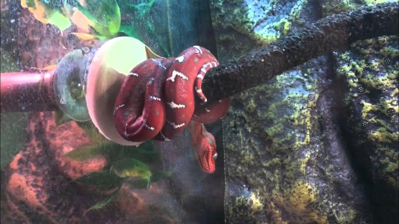 10 Different Green Tree Pythons & Emerald Tree Boas - YouTube